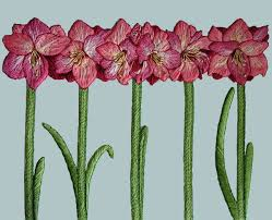 Amaryllis By The Tapis Tree – AllThreads